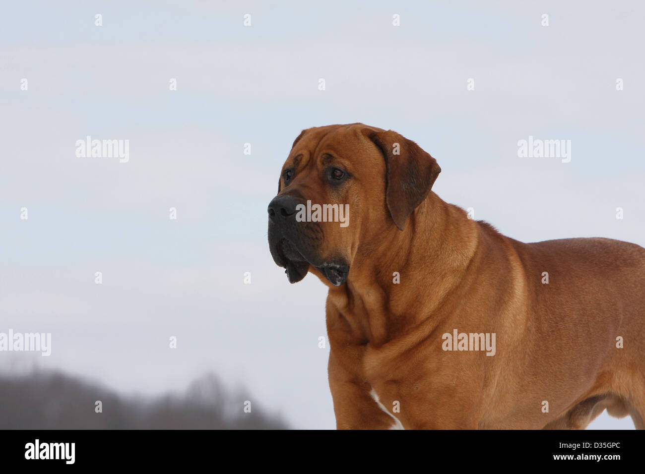 Dog tosa inu japanese mastiff hi-res stock photography and images - Alamy