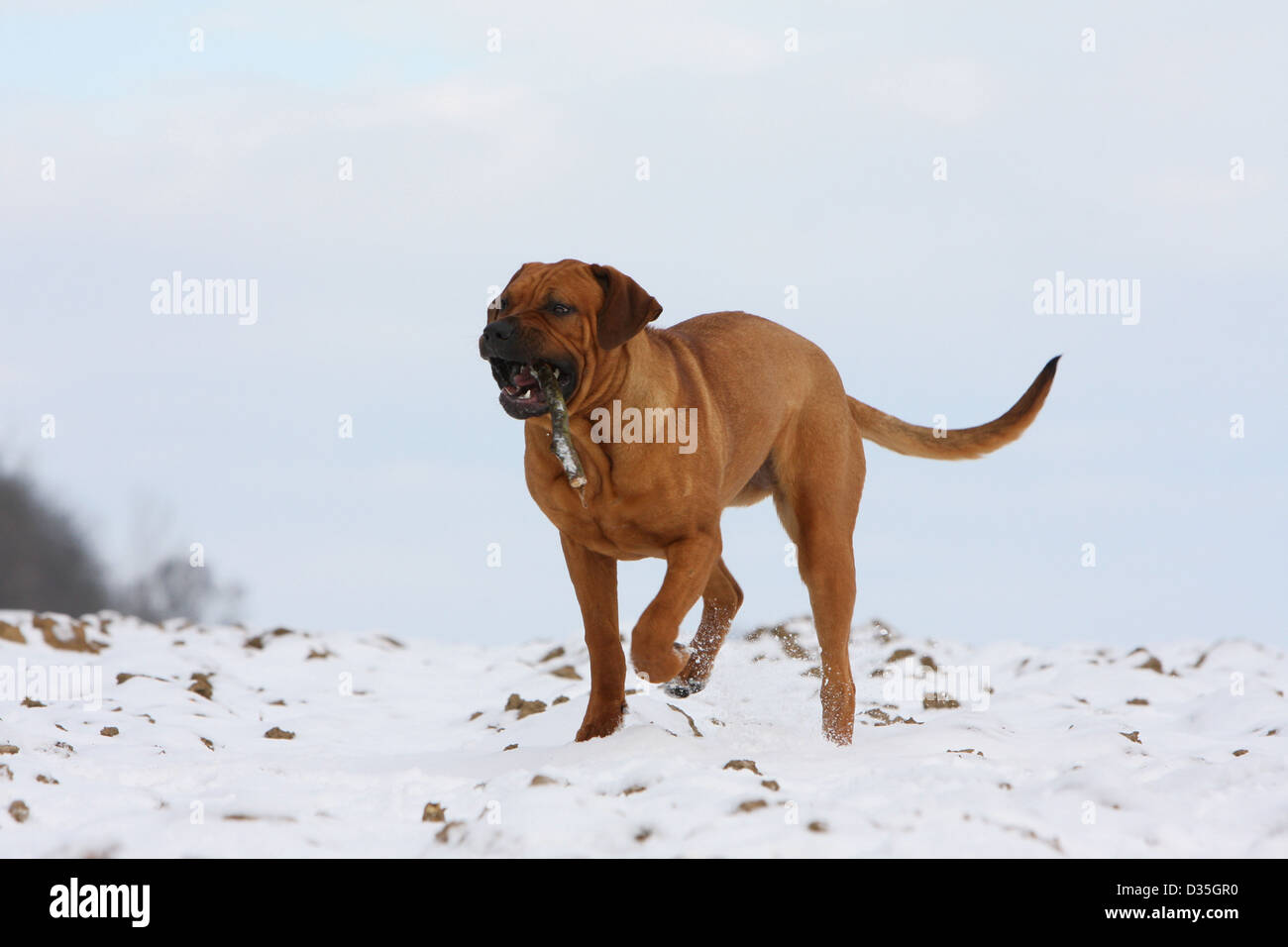 Dog Tosa Inu / Japanese Mastiff adult running in snow Stock Photo - Alamy