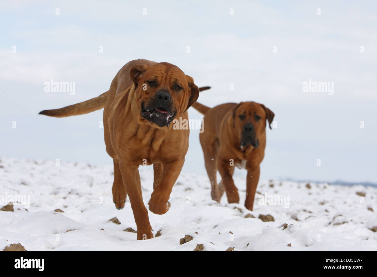 Dog Tosa Inu / Japanese Mastiff two adults running in snow Stock Photo ...