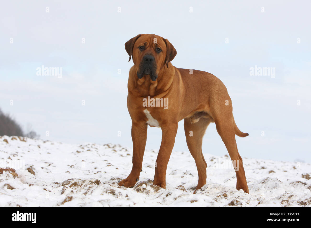 Dog Tosa Inu / Japanese Mastiff adult standing in snow Stock Photo - Alamy