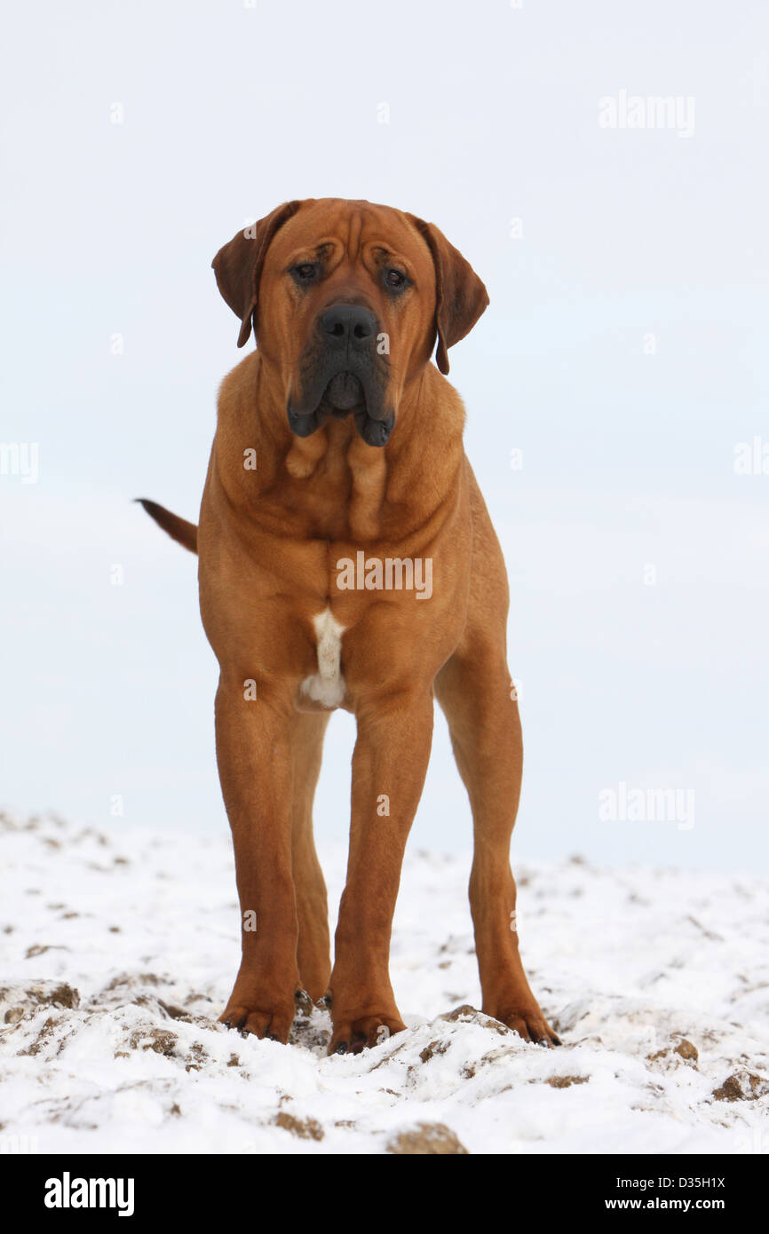 Dog Tosa Inu / Japanese Mastiff adult standing in snow Stock Photo - Alamy