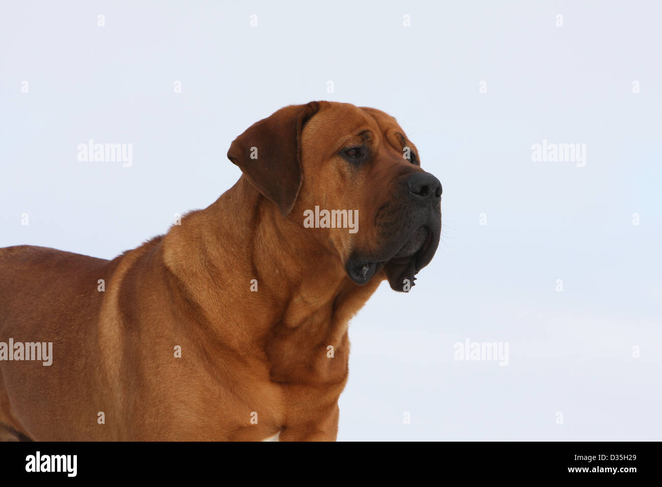 Dog tosa inu japanese mastiff hi-res stock photography and images - Alamy