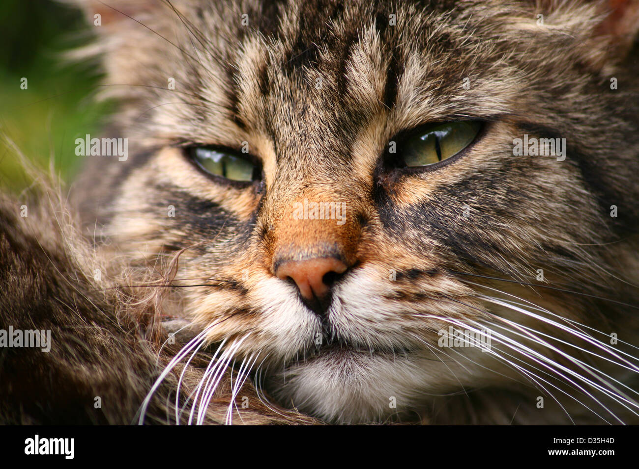 Tabby Cat enjoying life Stock Photo - Alamy