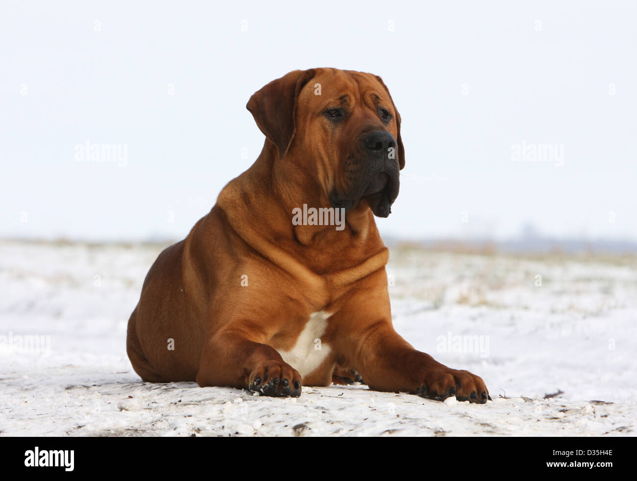 Dog Tosa Inu / Japanese Mastiff adult lying in snow Stock Photo - Alamy