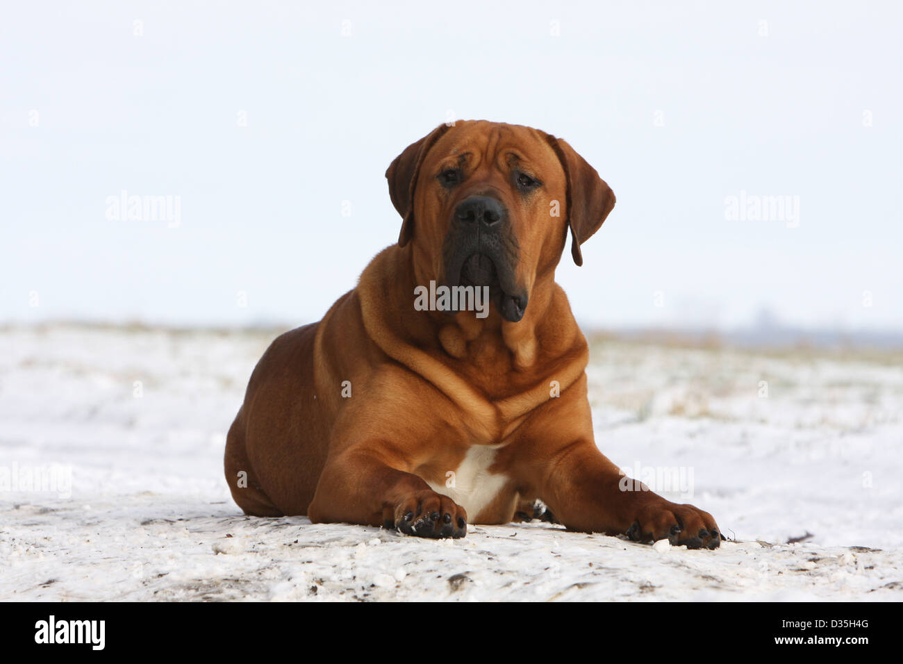 Dog Tosa Inu / Japanese Mastiff adult lying in snow Stock Photo - Alamy