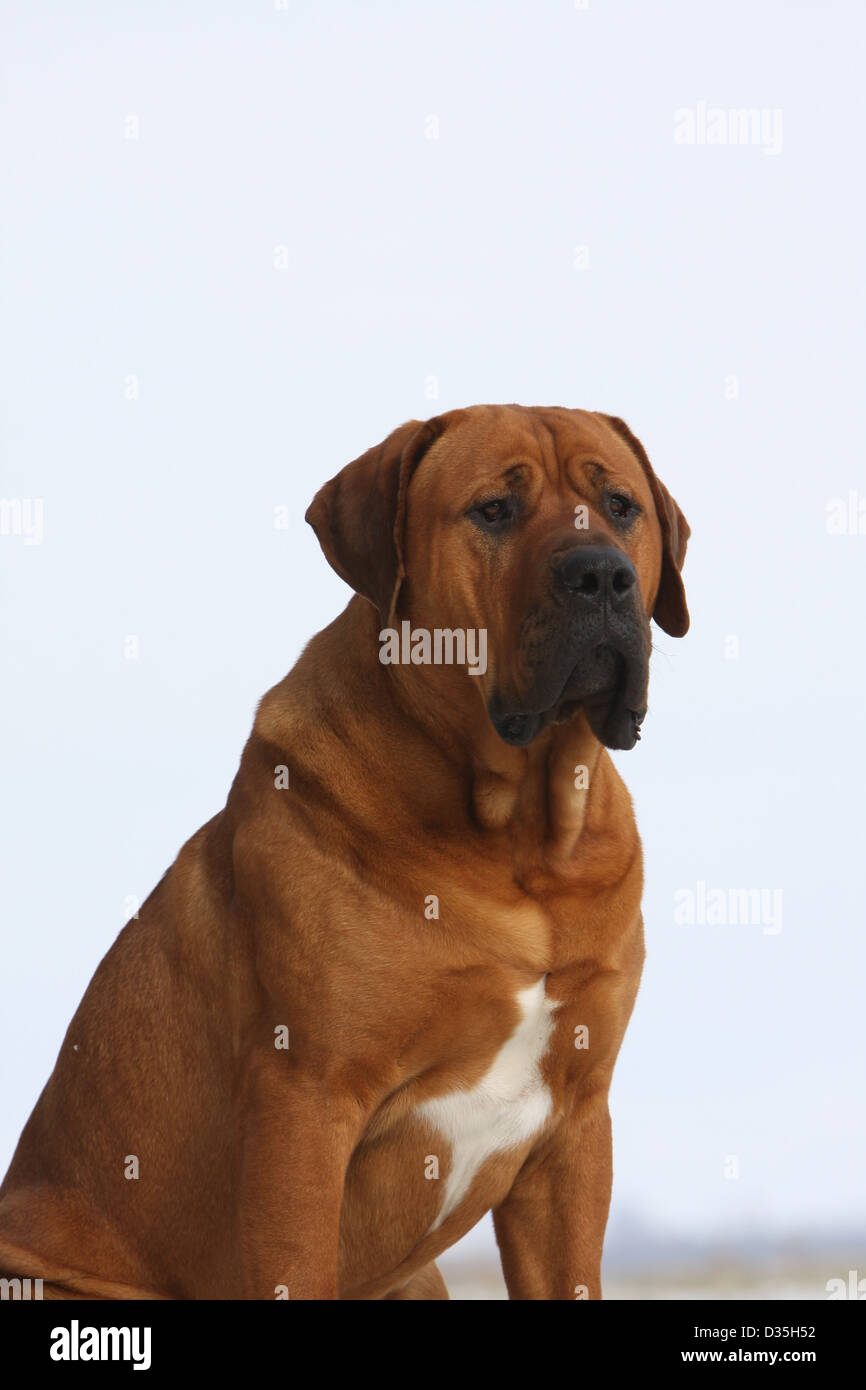 Dog Tosa Inu / Japanese Mastiff adult portrait Stock Photo - Alamy