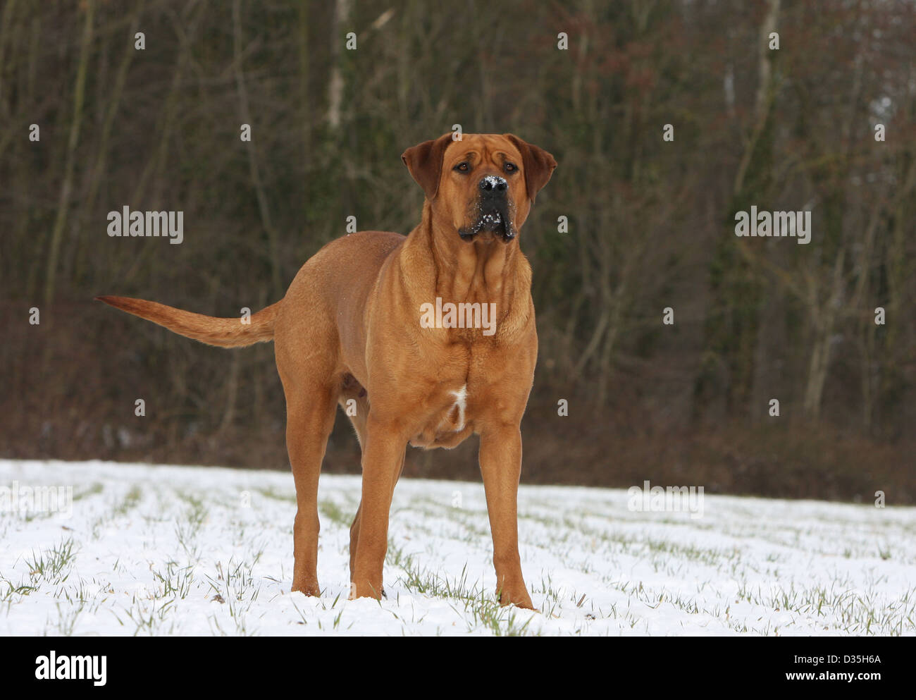 Dog Tosa Inu / Japanese Mastiff adult standing in snow Stock Photo - Alamy