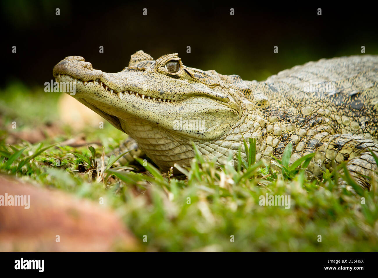 Land crocodile hi-res stock photography and images - Alamy