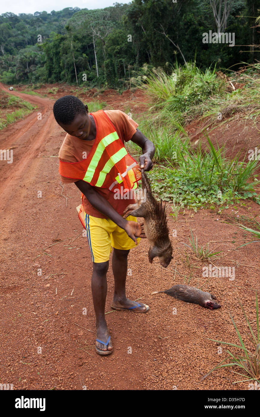 Congo rainforest animals hi-res stock photography and images - Alamy