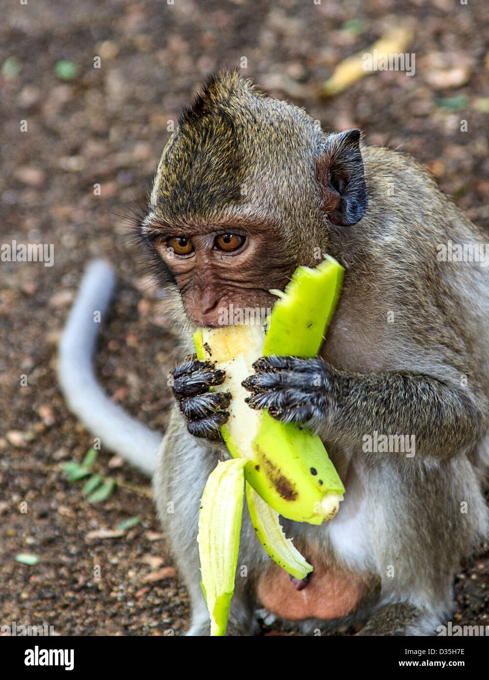 Monkey banana hi-res stock photography and images - Alamy