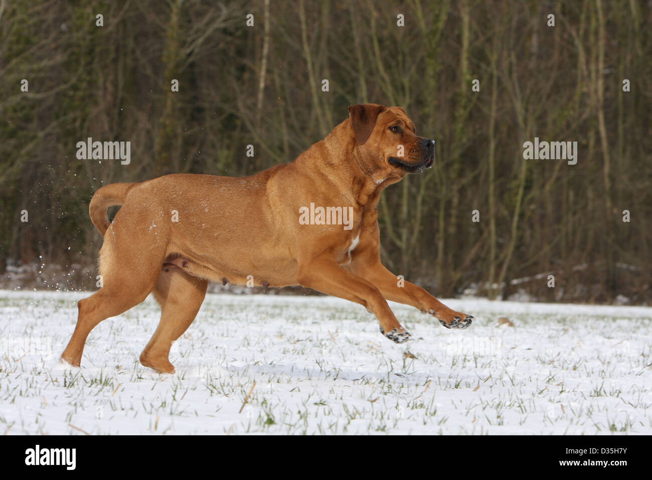 Dog Tosa Inu / Japanese Mastiff adult running in snow Stock Photo - Alamy
