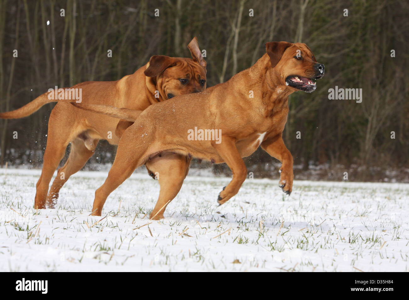Dog Tosa Inu / Japanese Mastiff two adults running in snow Stock Photo ...