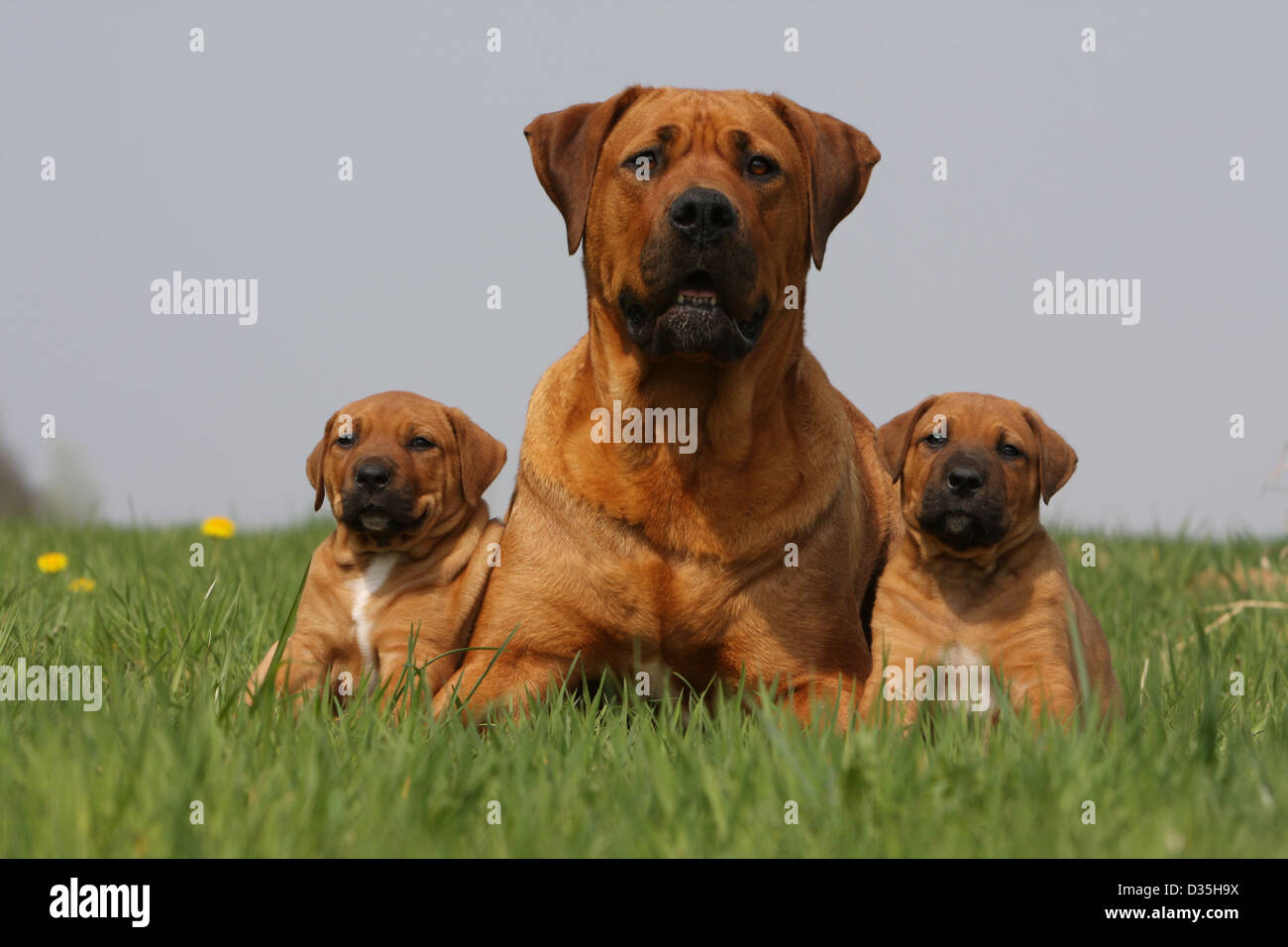 Dog Tosa Inu / Japanese Mastiff adult and puppies in a meadow Stock ...