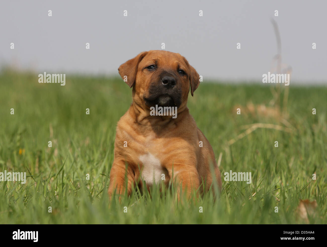 Dog Tosa Inu / Japanese Mastiff puppy sitting in a meadow Stock Photo ...