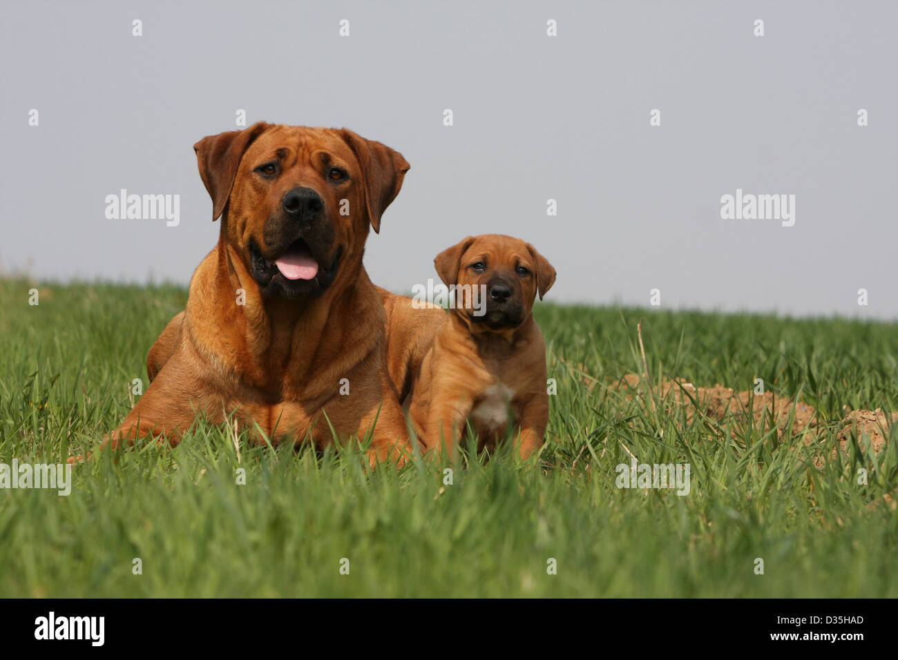 Dog Tosa Inu / Japanese Mastiff adult and puppy in a meadow Stock Photo ...