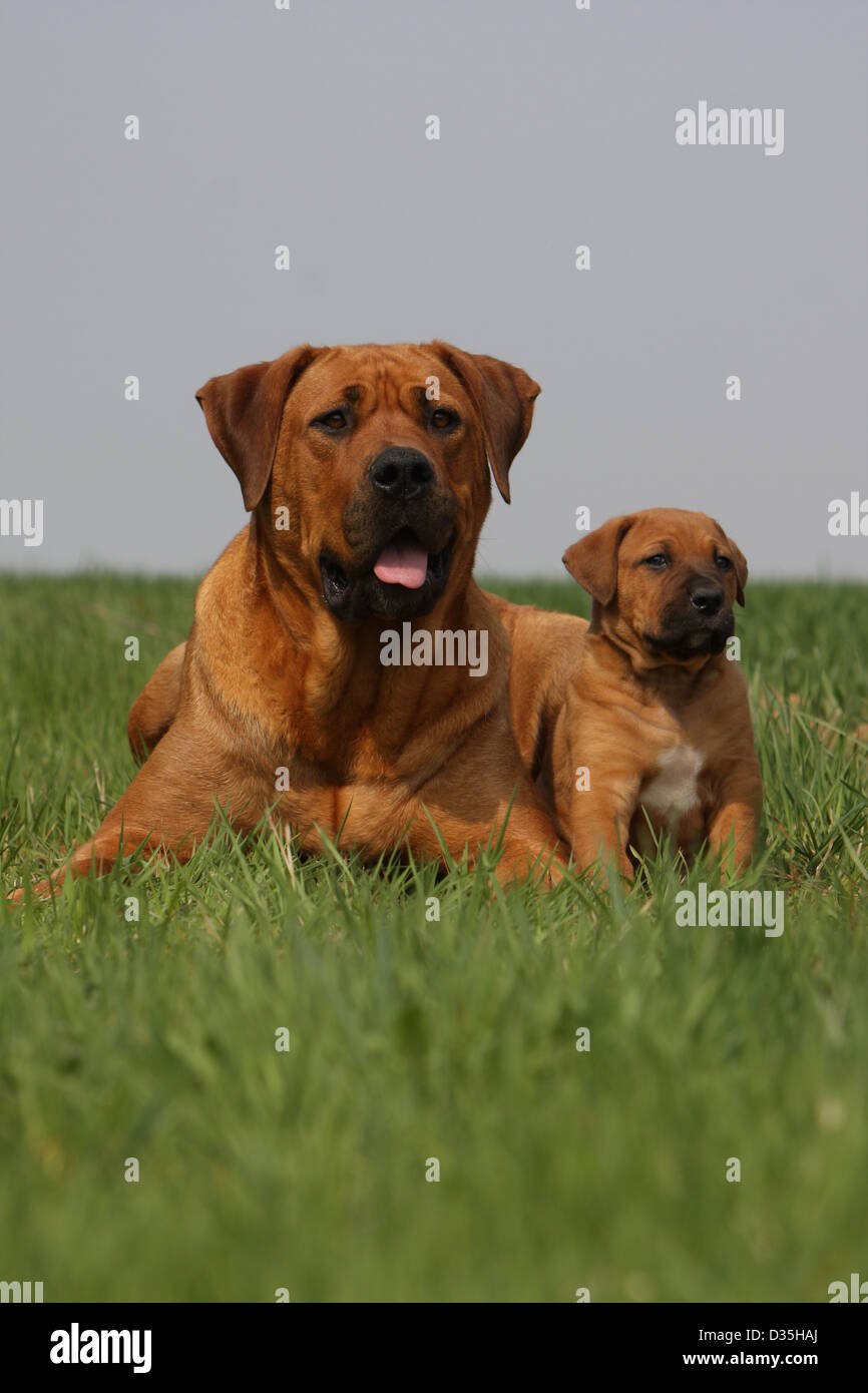 Dog Tosa Inu / Japanese Mastiff adult and puppy in a meadow Stock Photo ...