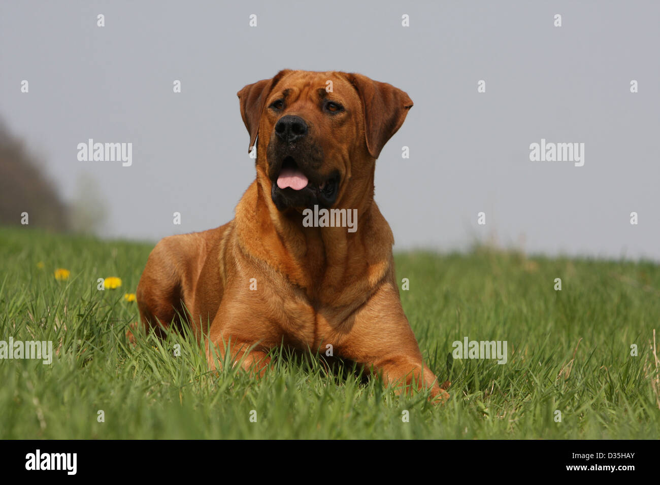 Dog Tosa Inu / Japanese Mastiff adult lying in snow Stock Photo - Alamy