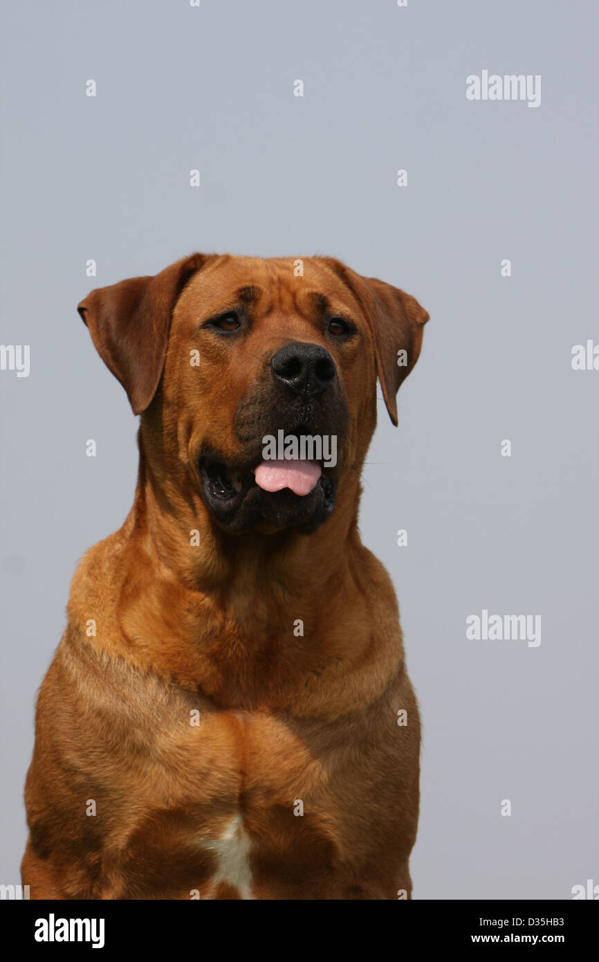 Dog tosa inu japanese mastiff hi-res stock photography and images - Alamy