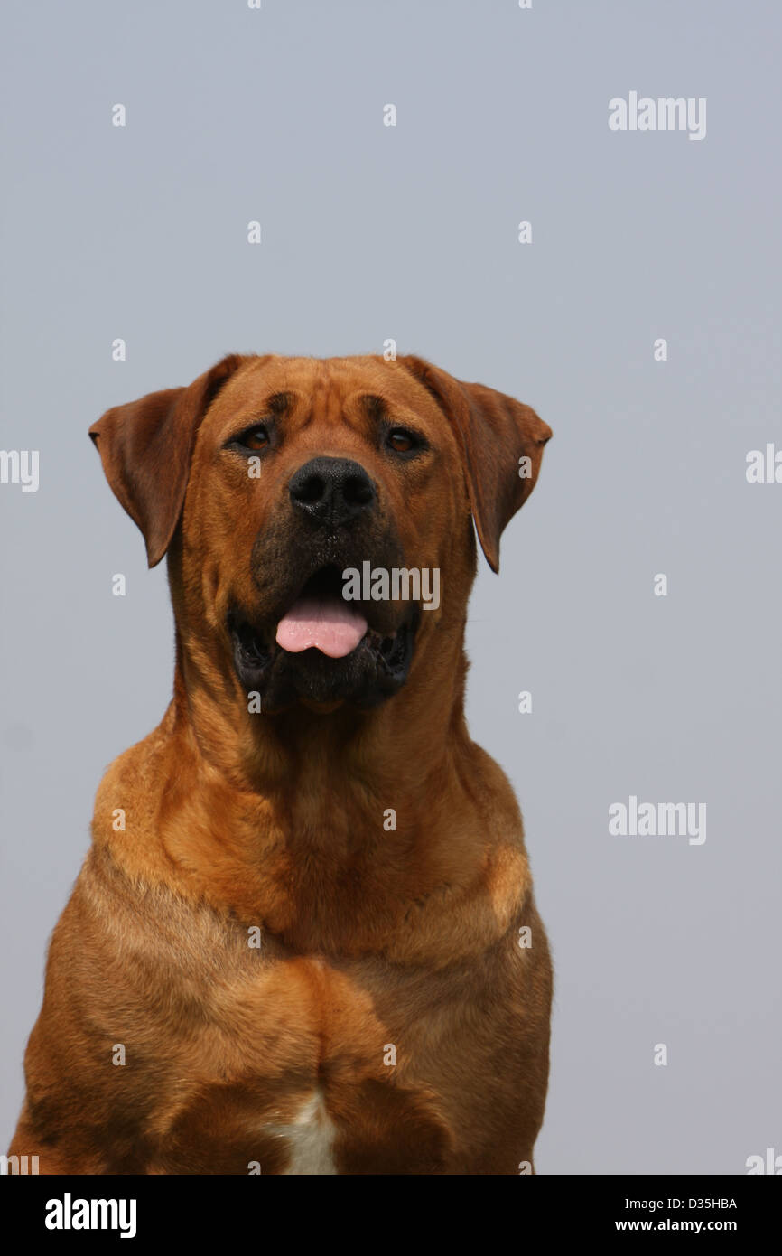 Dog Tosa Inu / Japanese Mastiff adult portrait Stock Photo - Alamy