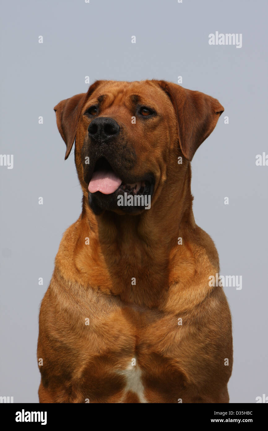 Dog tosa inu japanese mastiff hi-res stock photography and images - Alamy