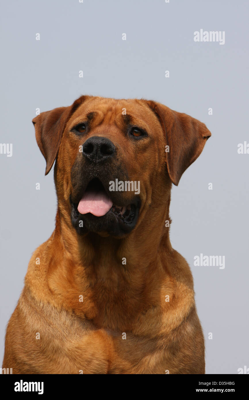 Dog tosa inu japanese mastiff hi-res stock photography and images - Alamy