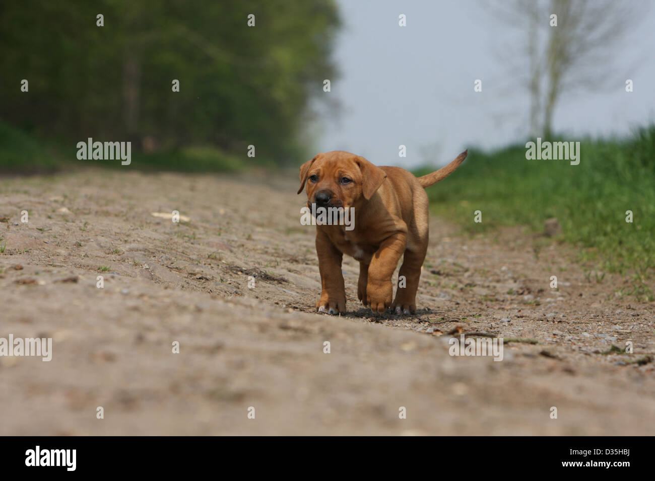 Dog Tosa Inu / Japanese Mastiff puppy walking on the ground Stock Photo ...
