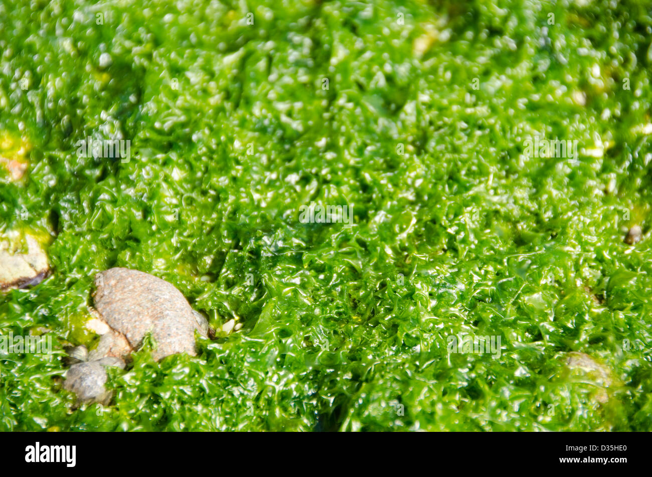 Green algae background on the rocky surface of a tidal flat in Japan ...