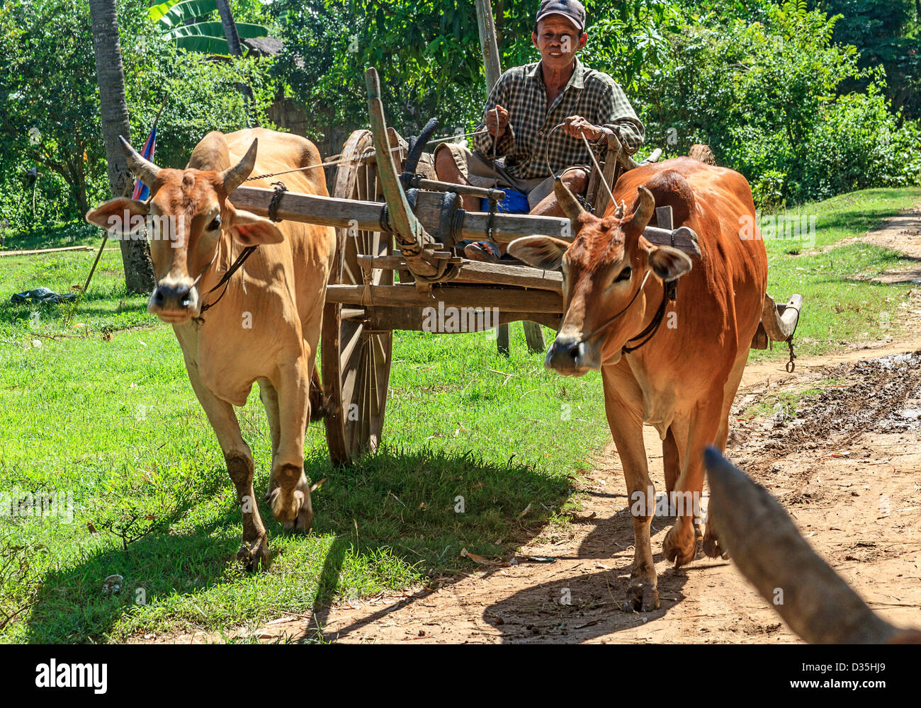 Ox carts are common for transportation and cargo hauling on Koh Trong ...