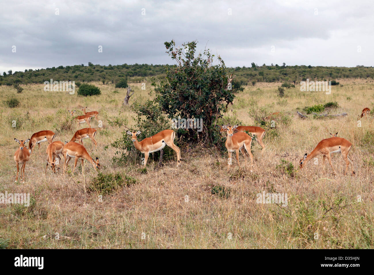 East africa antelopes hi-res stock photography and images - Alamy