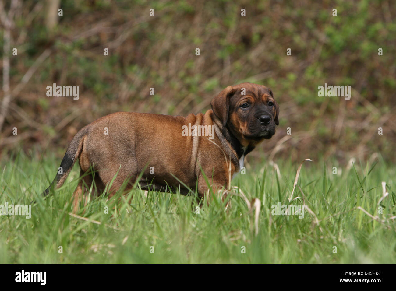 Dog Tosa Inu / Japanese Mastiff puppy standing in a meadow Stock Photo ...