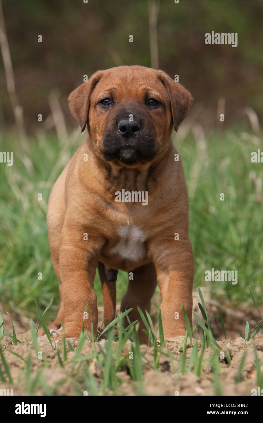 Dog Tosa Inu / Japanese Mastiff puppy standing in a meadow Stock Photo ...