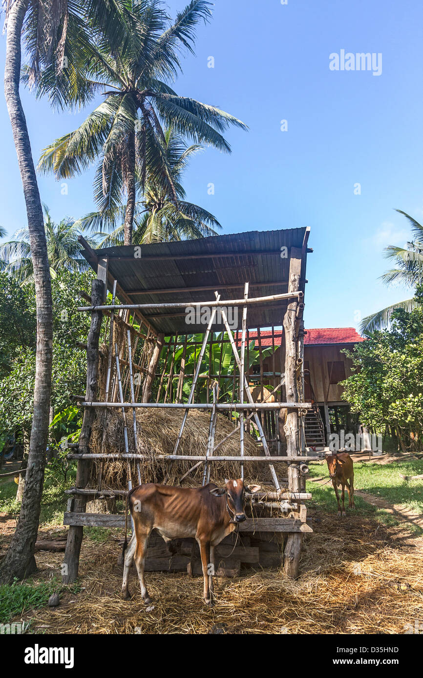 Straw island hi-res stock photography and images - Alamy