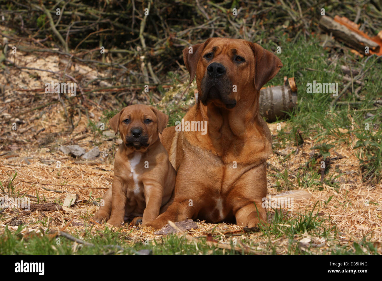 Dog Tosa Inu / Japanese Mastiff adult and puppy in a wood Stock Photo ...