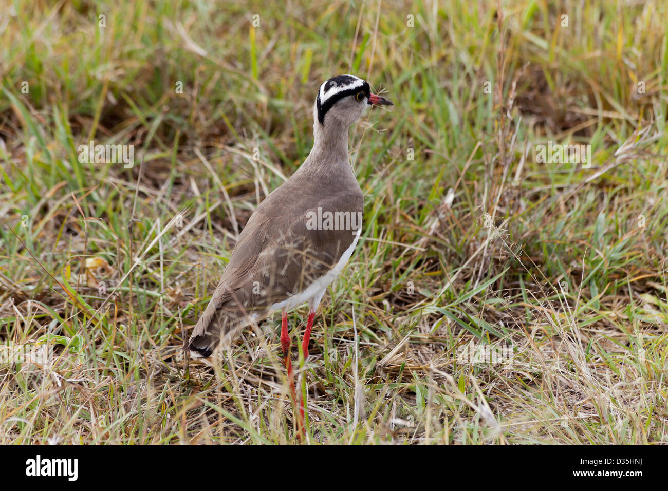 African crowned lapwing hi-res stock photography and images - Alamy