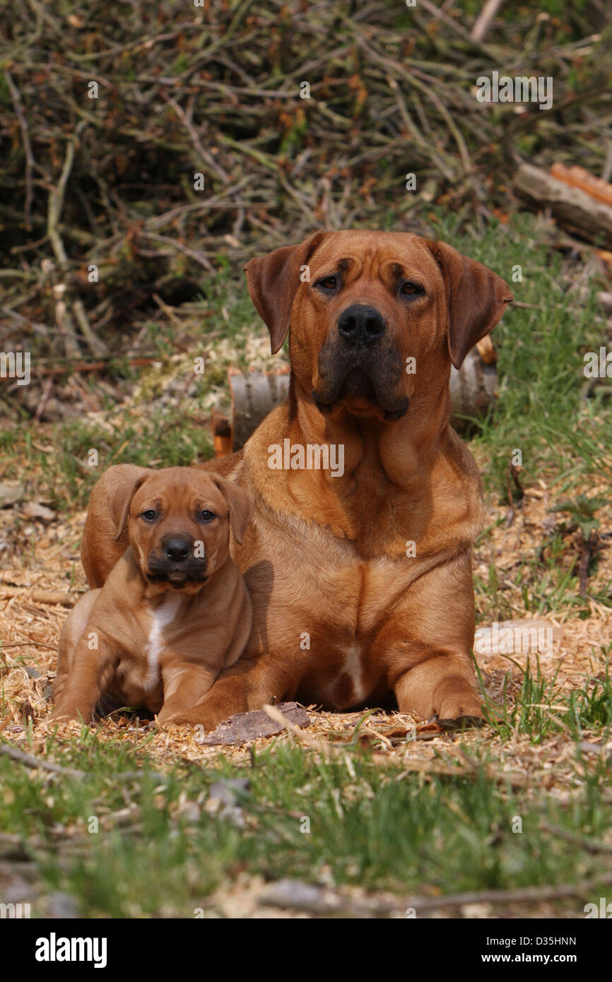 Dog Tosa Inu / Japanese Mastiff adult and puppy in a wood Stock Photo ...
