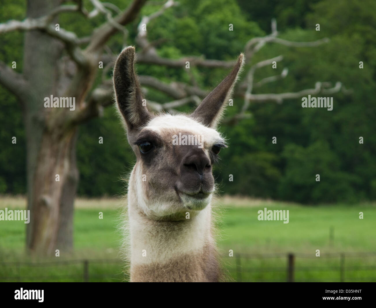 head of a llama, lama, looking towards the camera, trees in background ...
