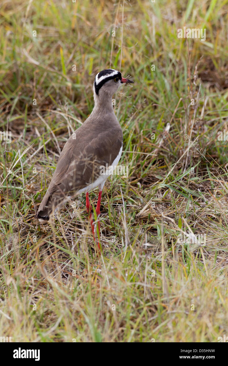 African crowned lapwing hi-res stock photography and images - Alamy