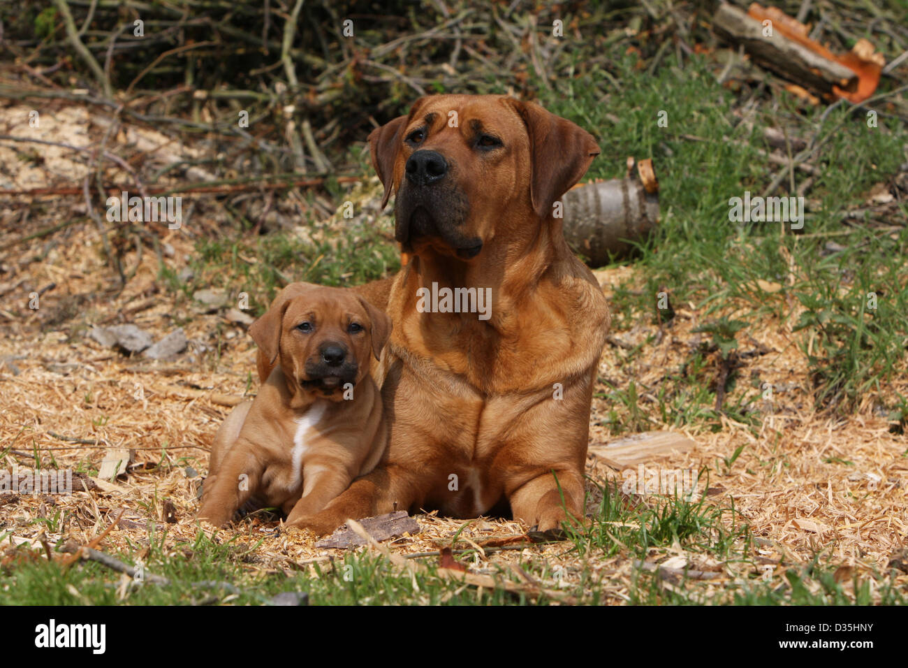 Dog Tosa Inu / Japanese Mastiff adult and puppy in a wood Stock Photo ...