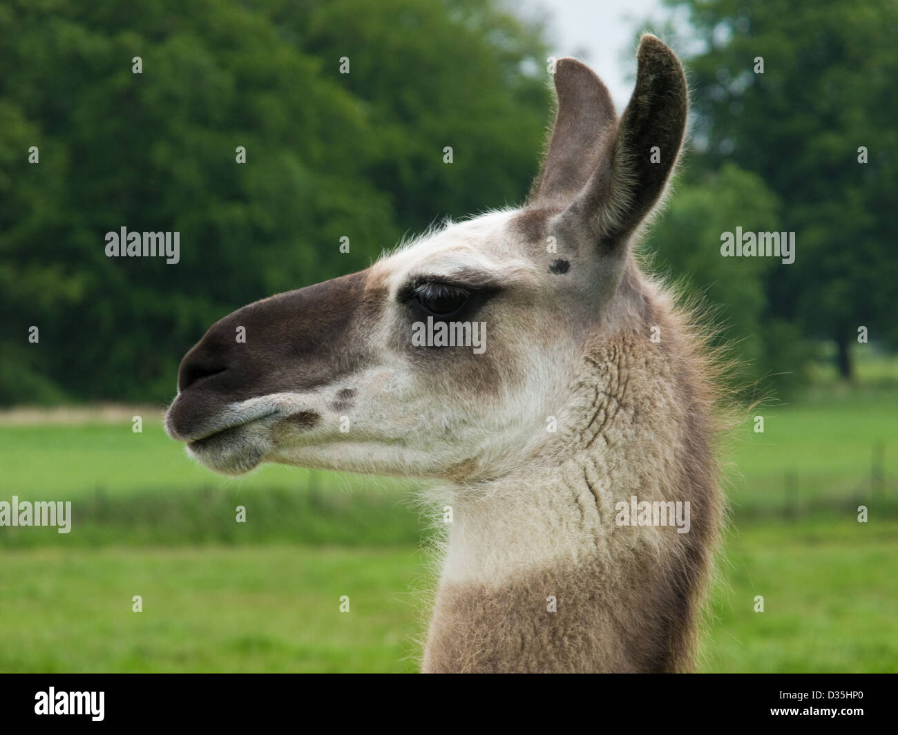Profile llama animal head hi-res stock photography and images - Alamy