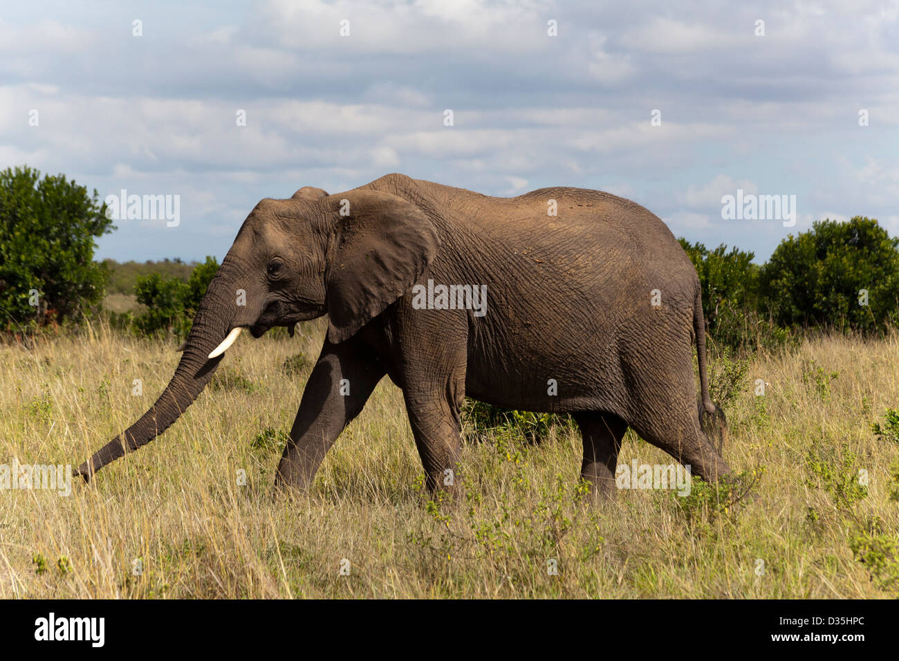 Magnificent tusks hi-res stock photography and images - Alamy