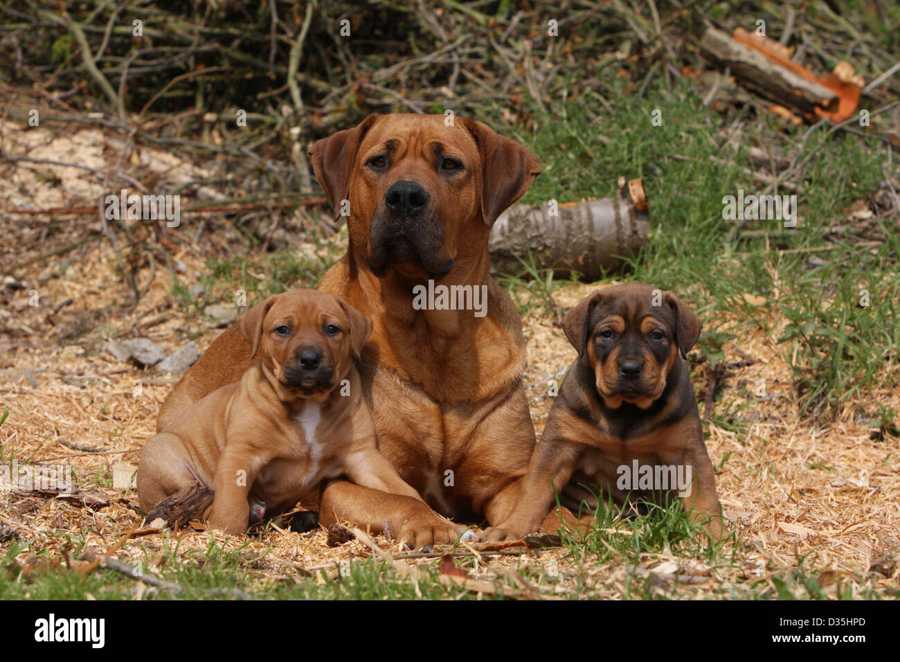 Dog Tosa Inu / Japanese Mastiff adult and puppies in a wood Stock Photo ...