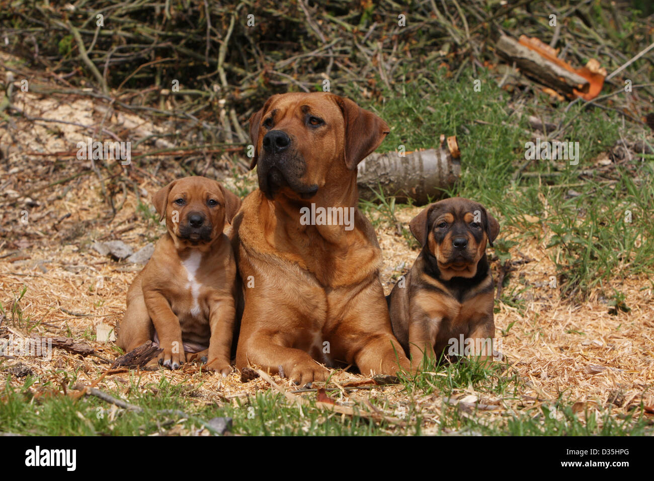 Dog Tosa Inu / Japanese Mastiff adult and puppies in a wood Stock Photo ...