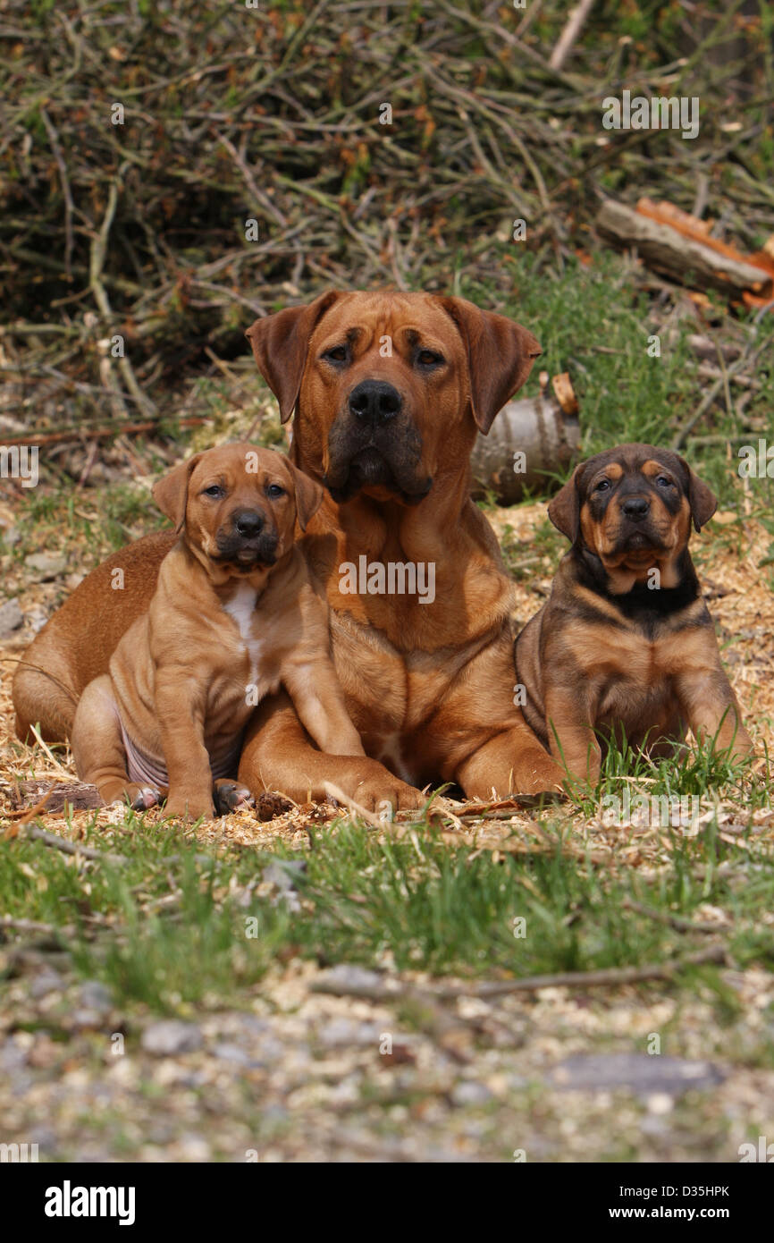 Dog Tosa Inu / Japanese Mastiff adult and puppies in a wood Stock Photo ...