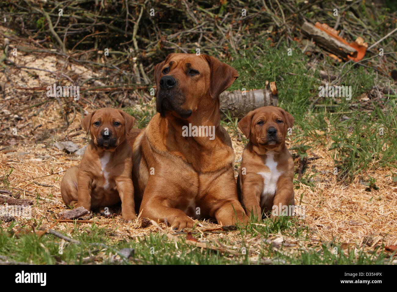 Dog Tosa Inu / Japanese Mastiff adult and puppies in a wood Stock Photo ...