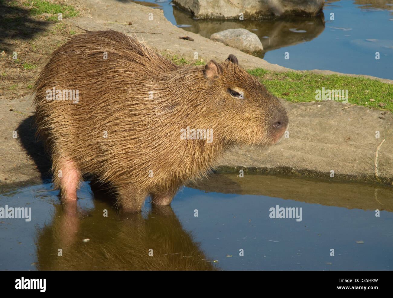 Hydrochoerus hydrochaeris water hi-res stock photography and images - Alamy