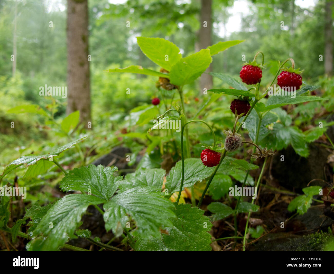 Wild strawberries hi-res stock photography and images - Alamy
