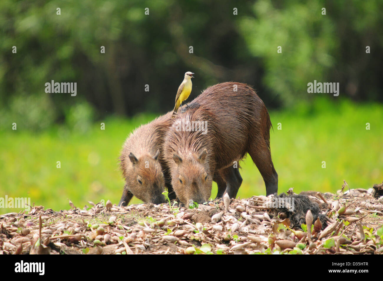 Capybara on beach hi-res stock photography and images - Alamy