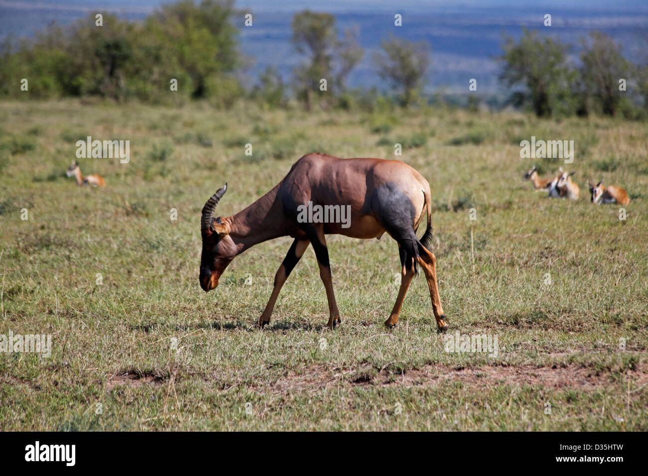 Topi antelope, Kenya Stock Photo - Alamy