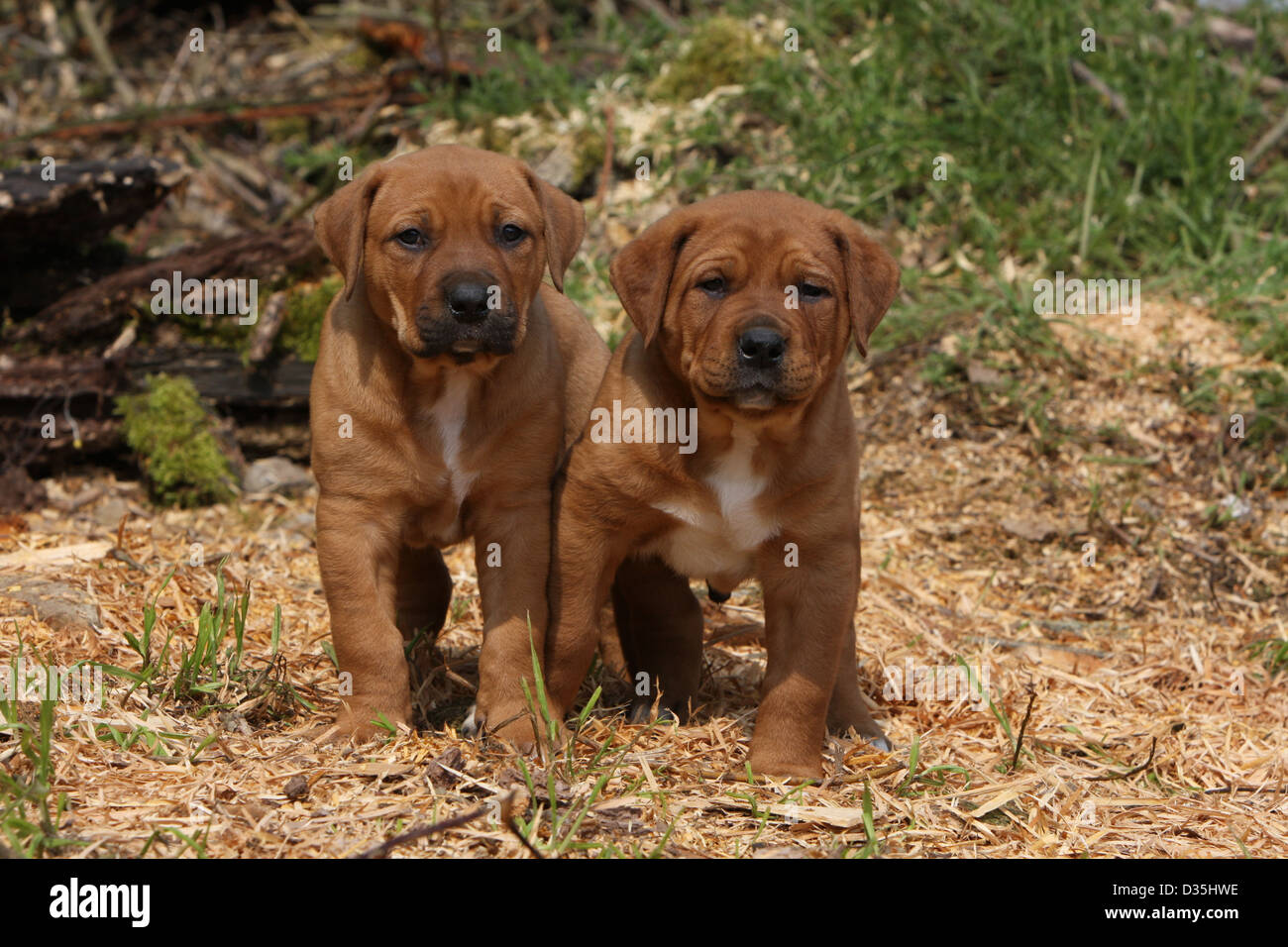 Dog Tosa Inu / Japanese Mastiff two puppies standing in a wood Stock ...