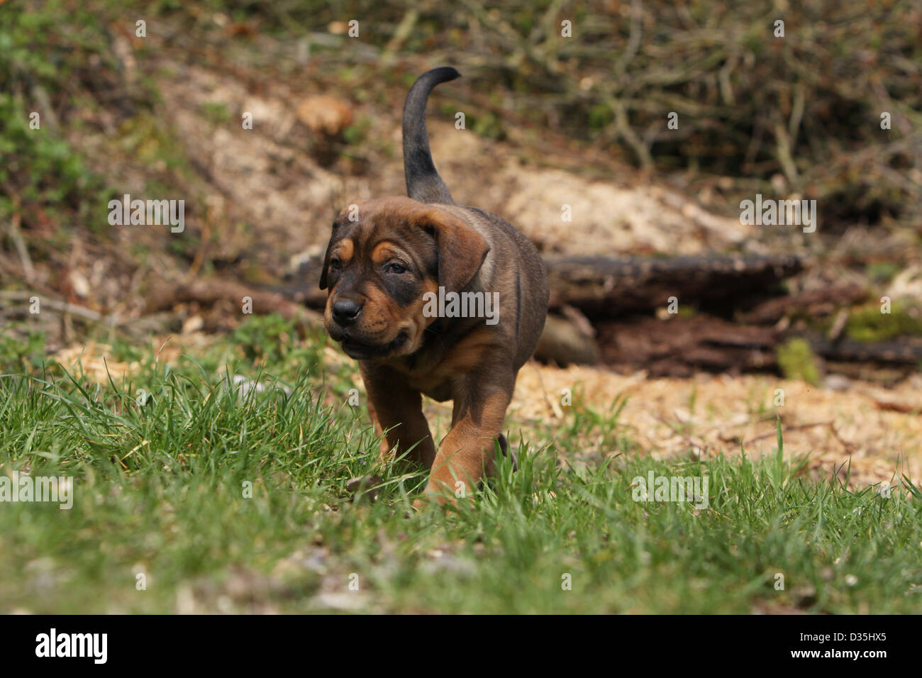 Dog Tosa Inu / Japanese Mastiff puppy walking in a forest Stock Photo ...